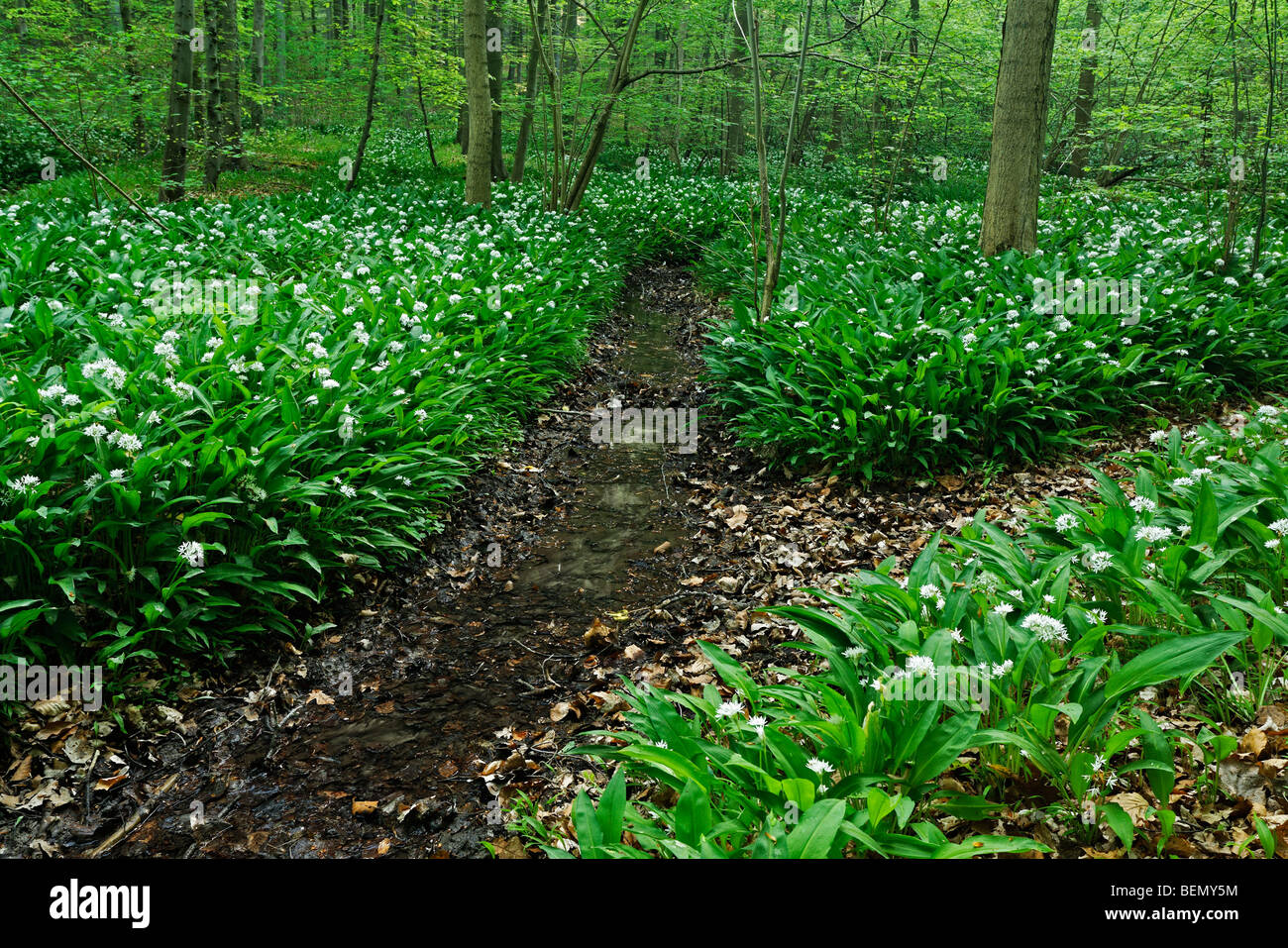 Wild garlic / Ransom (Allium ursinum) flowering in deciduous woodland ...