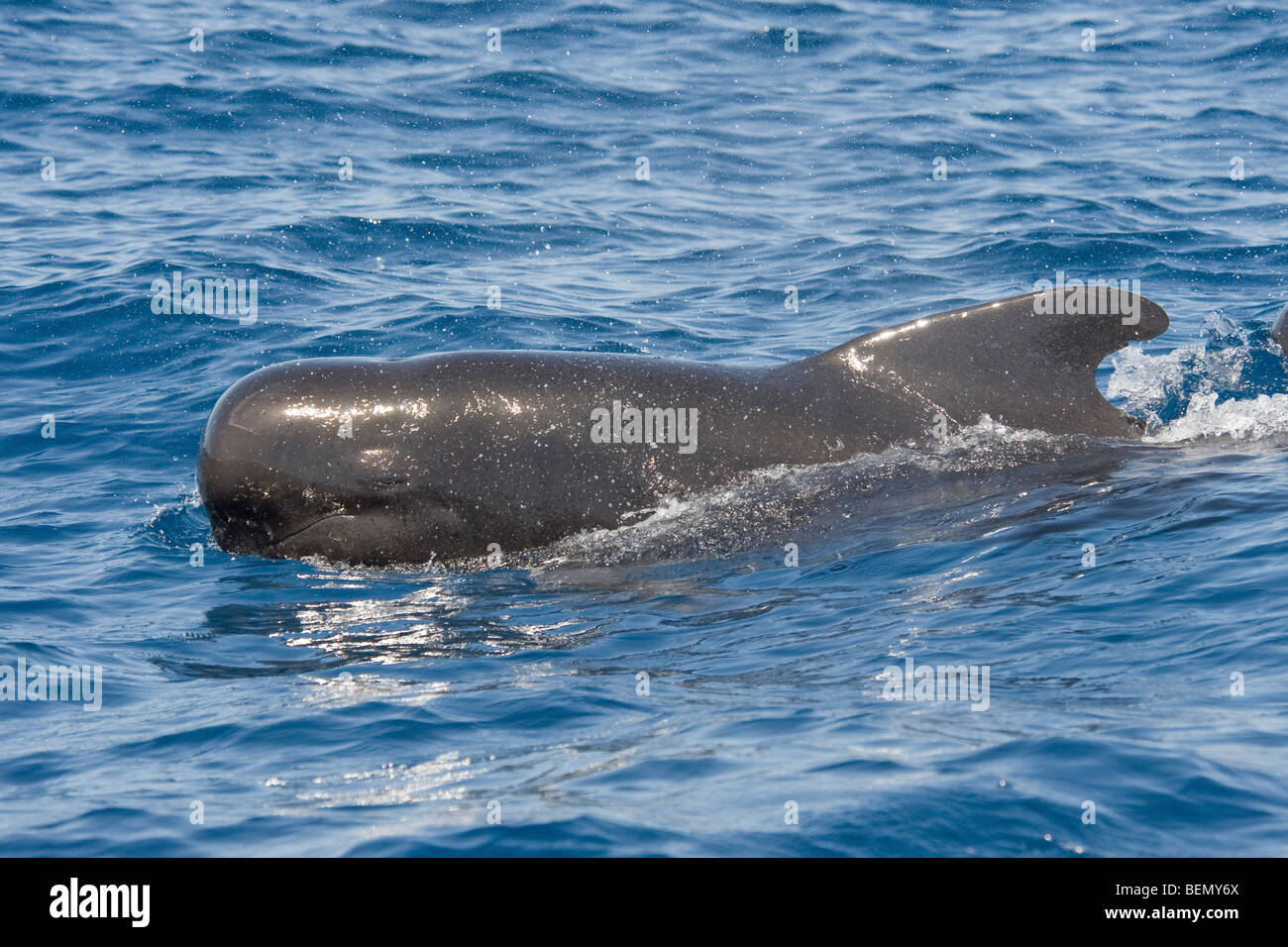 Short-finned Pilot Whale, Globicephala macrorhynchus, surfacing with it ...