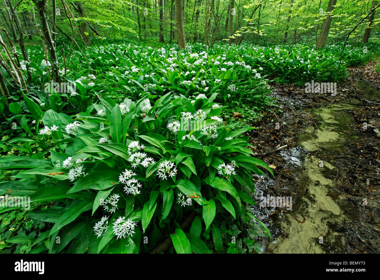 Wild garlic / Ransom (Allium ursinum) flowering in deciduous woodland ...
