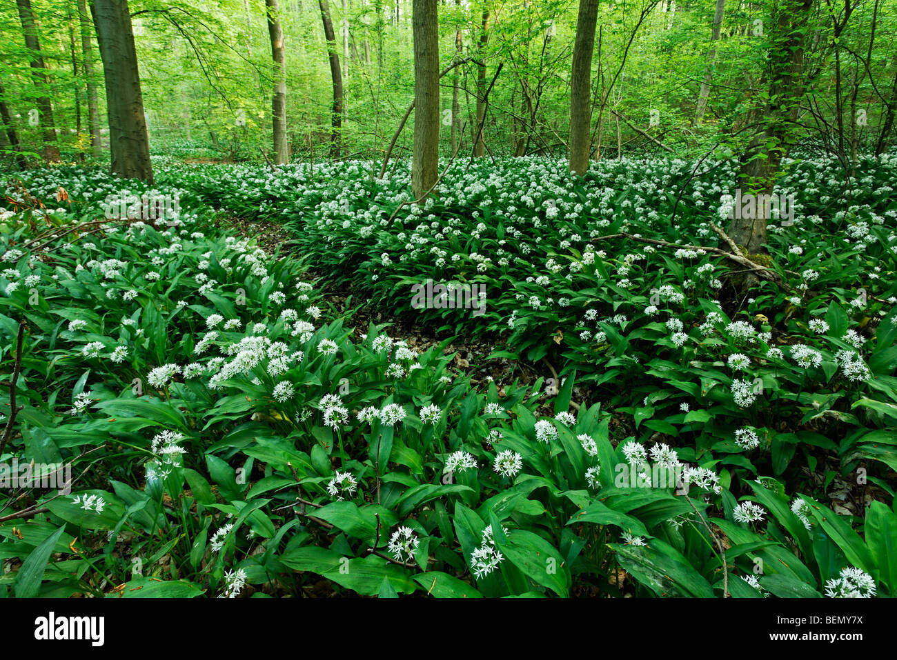 Wild garlic / Ransom (Allium ursinum) flowering in deciduous woodland ...