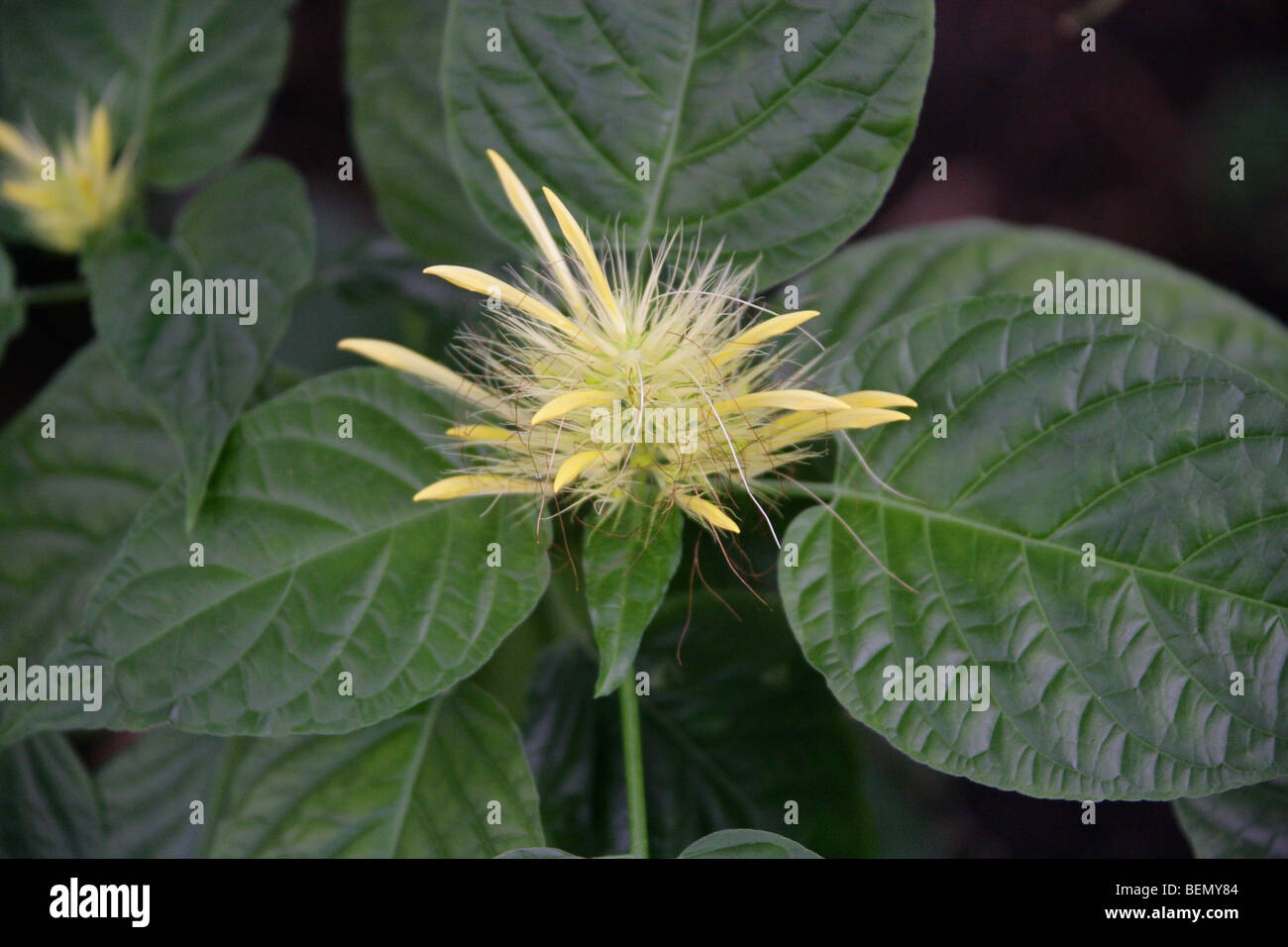 Golden plume hi-res stock photography and images - Alamy