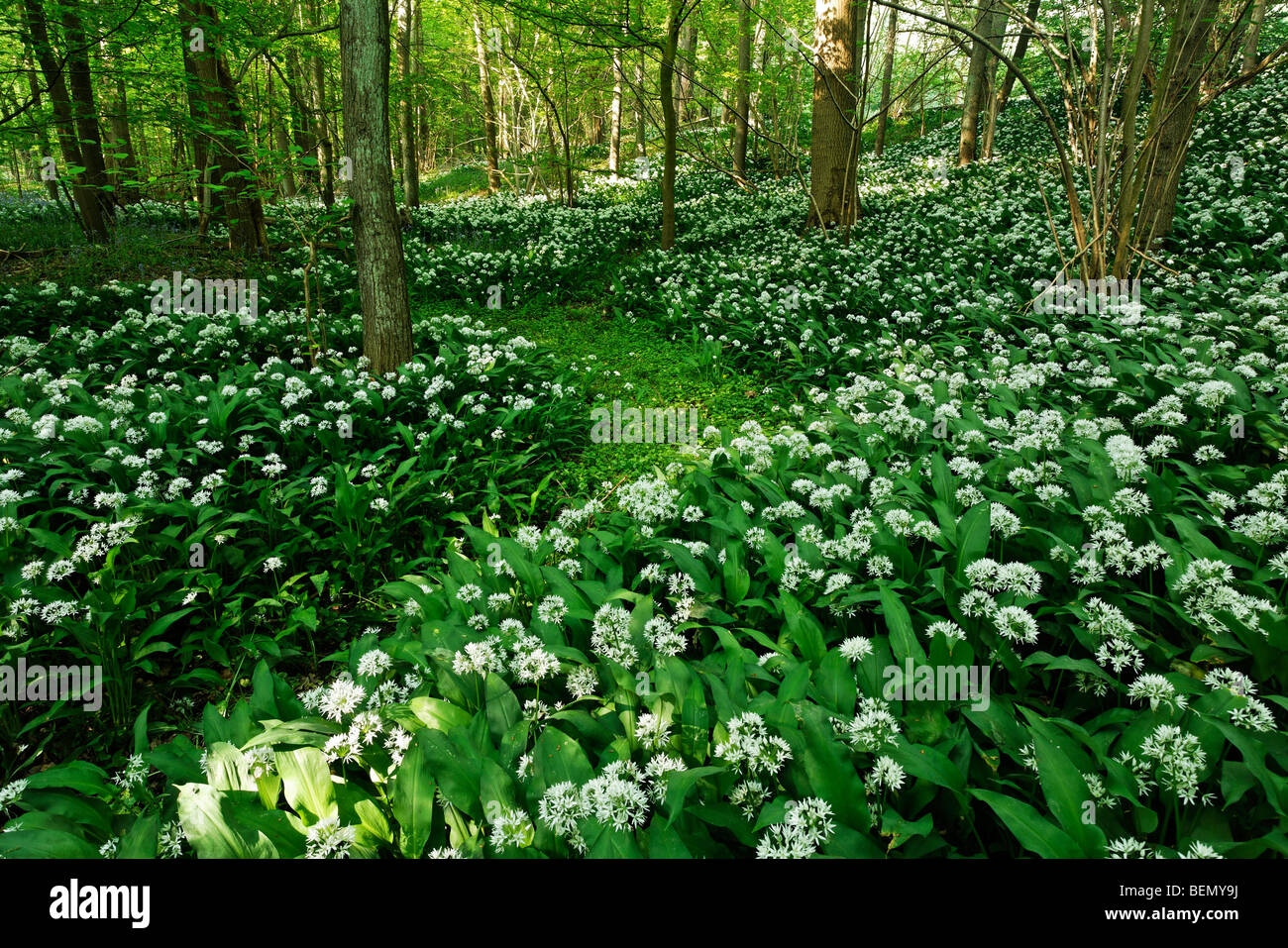 Wild garlic / Ransom (Allium ursinum) flowering in deciduous woodland ...