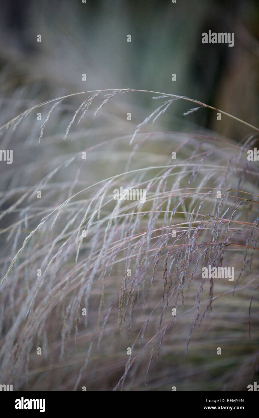 Slender hairgrass hi-res stock photography and images - Alamy