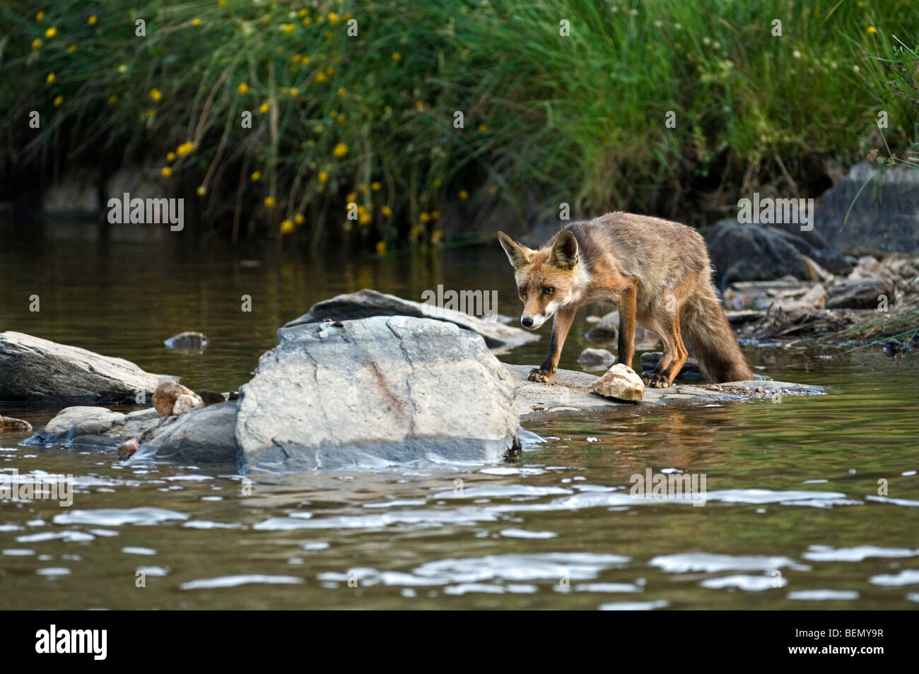 Cross fox red fox rocks hi-res stock photography and images - Alamy