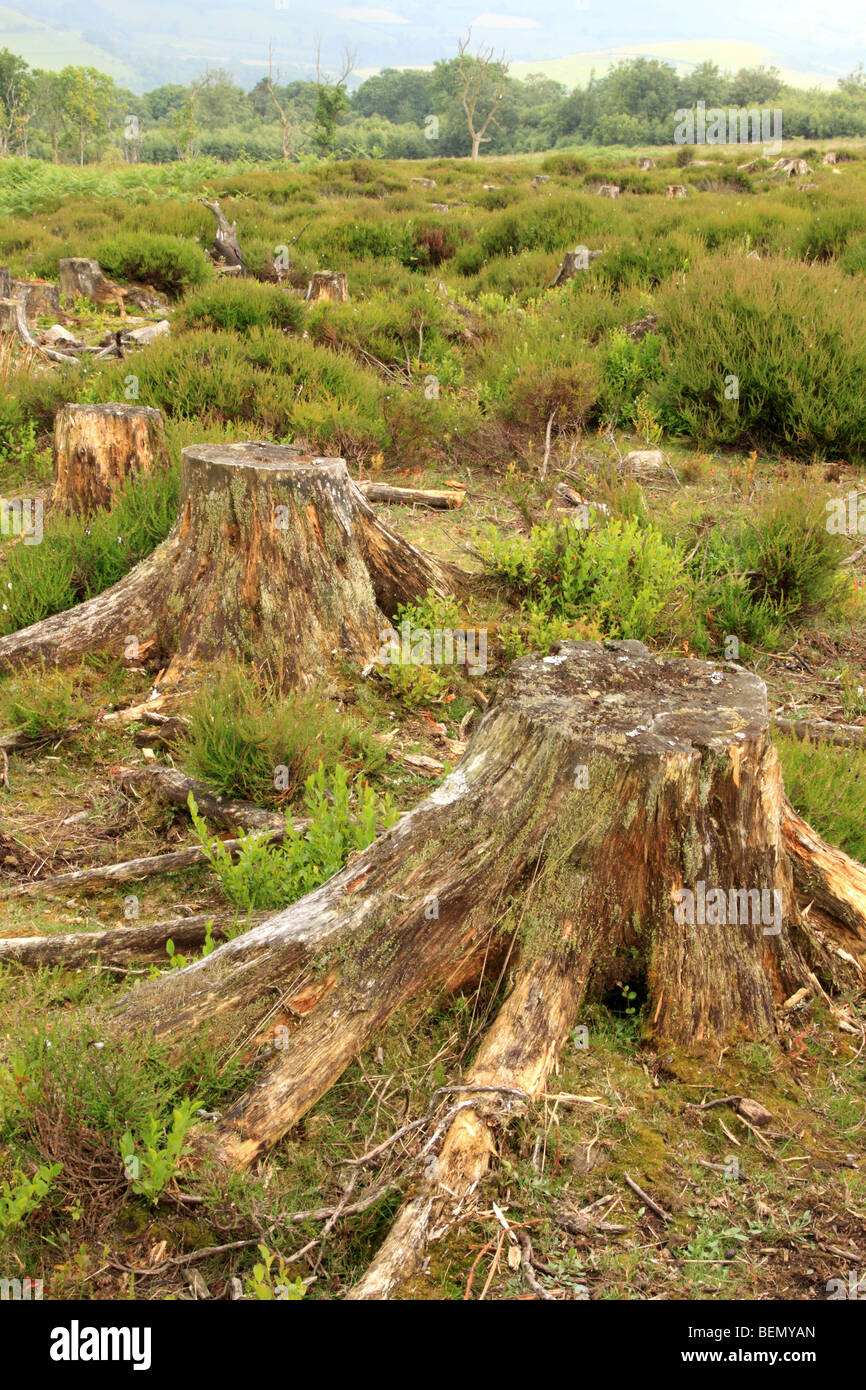 Conifer forest clearance, Stiperstones National Nature Reserve ...