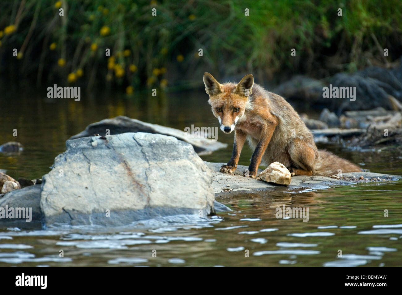 Cross fox red fox rocks hi-res stock photography and images - Alamy