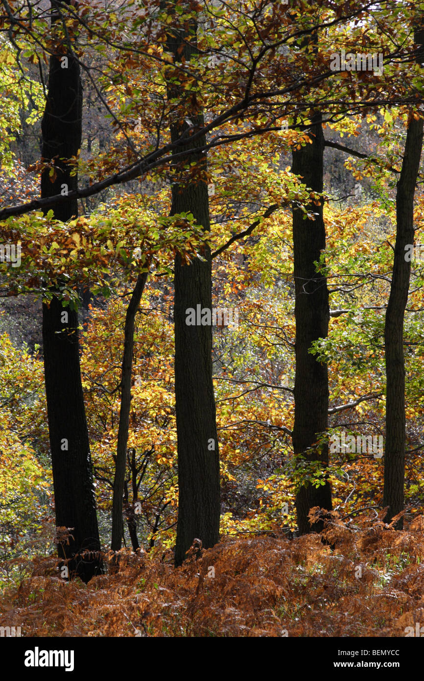 English oak woodland hi-res stock photography and images - Alamy