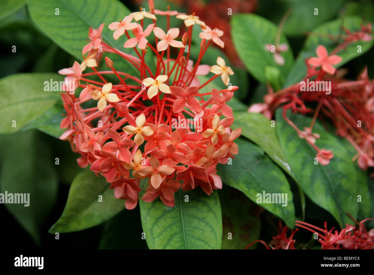 Jungle Geranium aka Flame of the Woods or Jungle Flame, Ixora coccinea ...