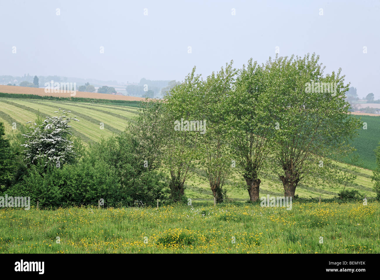 Pollard willows salix flemish ardennes hi-res stock photography and ...