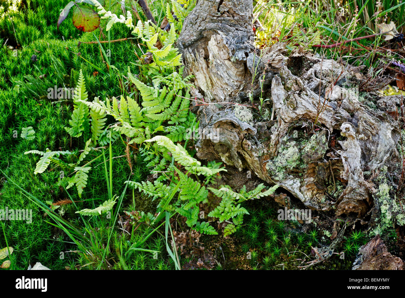 Growing under tree hi-res stock photography and images - Alamy
