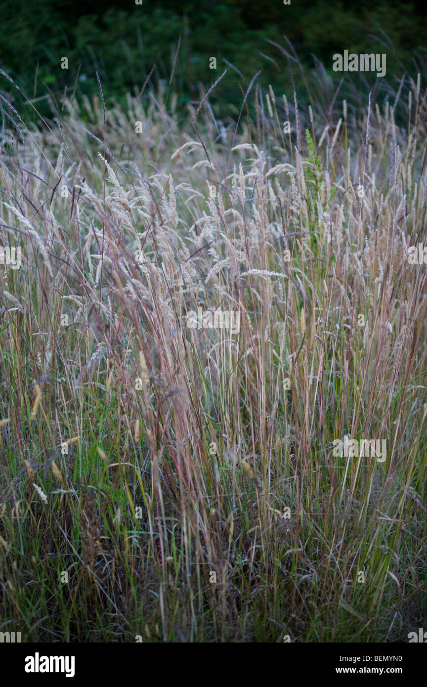 Native plants of victoria hi-res stock photography and images - Alamy