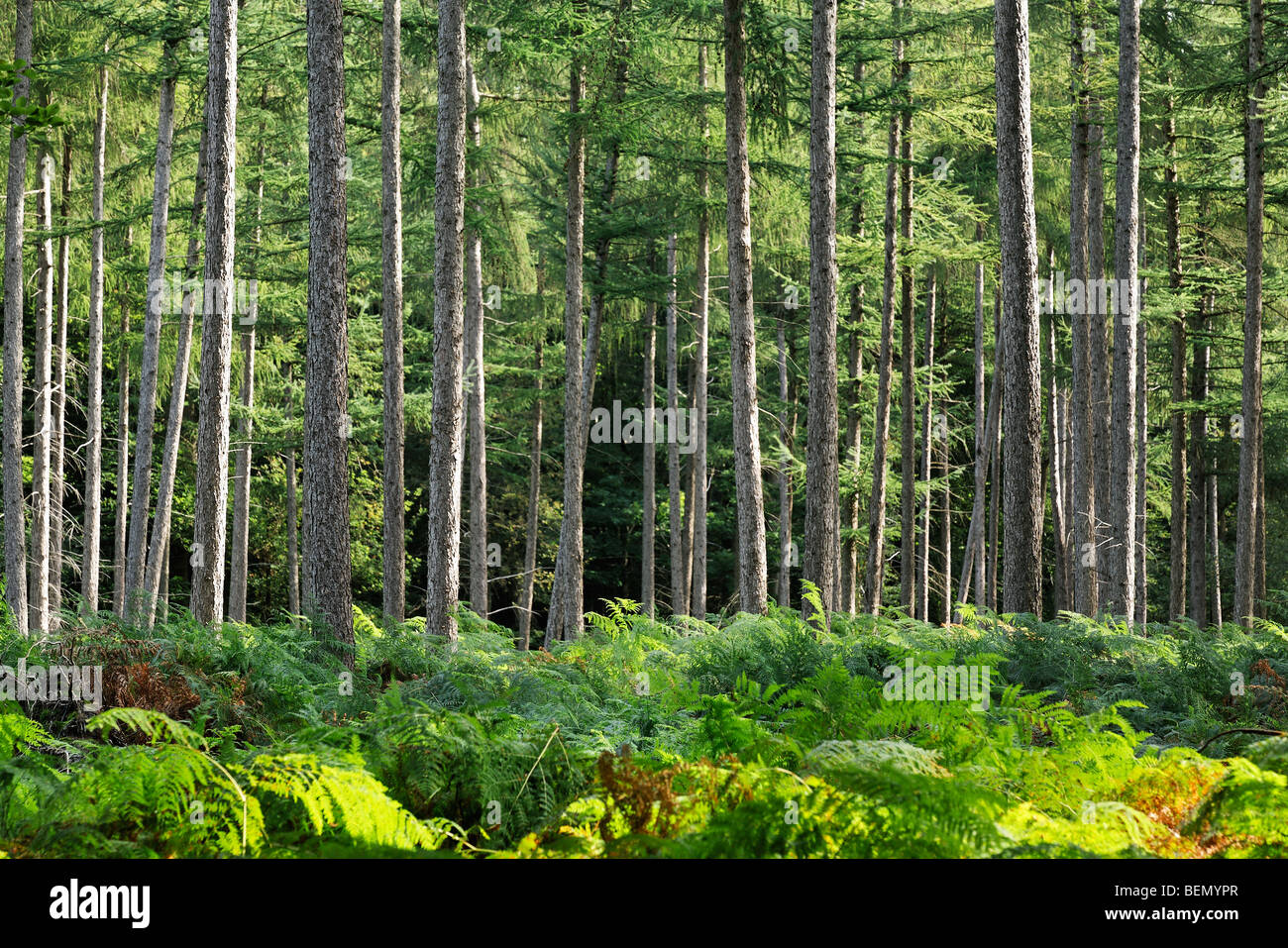 Pteridium Aquilinum Stock Photos & Pteridium Aquilinum Stock Images - Alamy