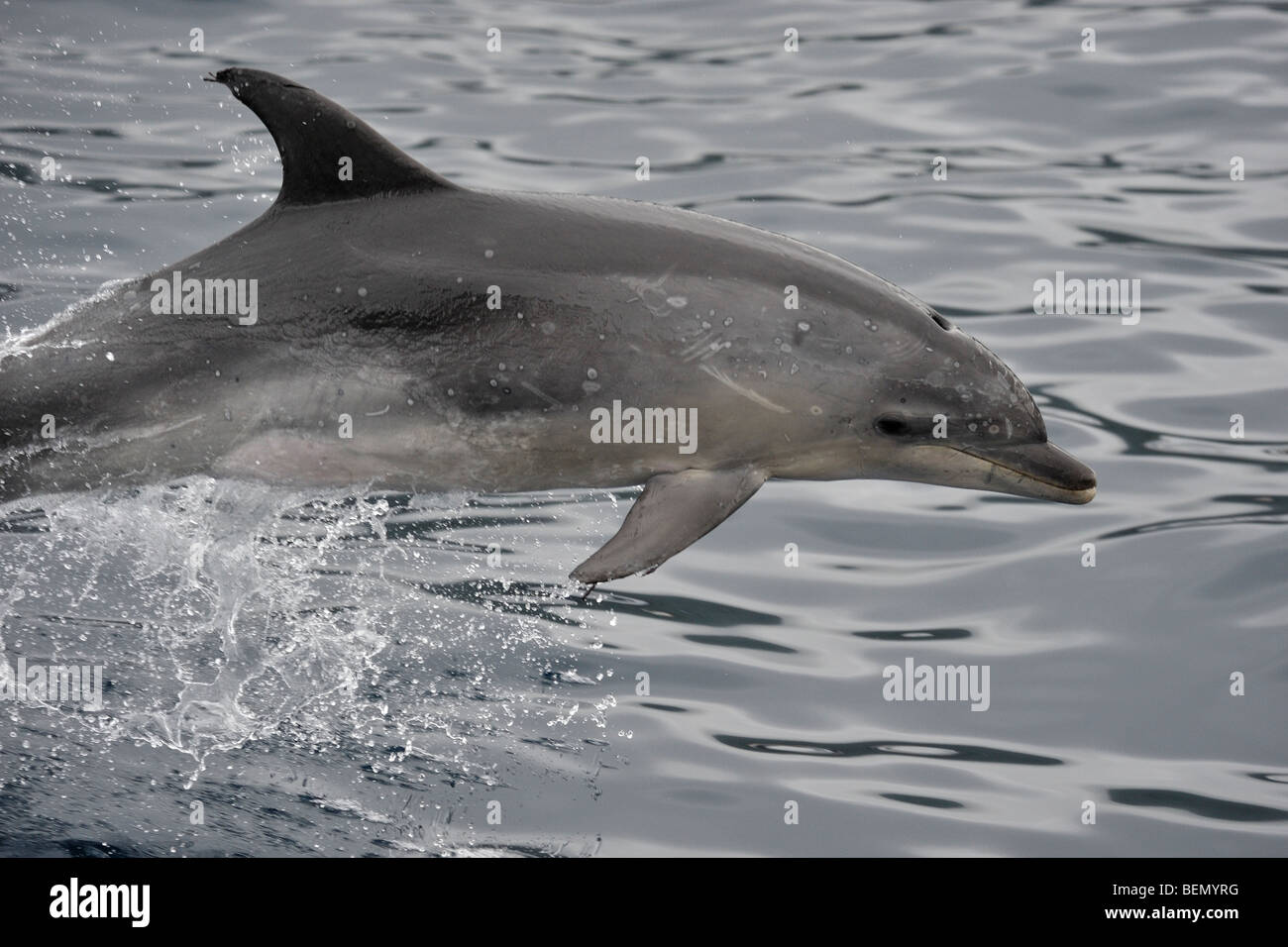 Common Bottlenose Dolphin, Tursiops truncatus, porpoising. Azores ...