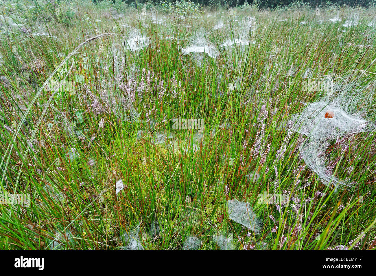 Spider webs covered in dewdrops hi-res stock photography and images - Alamy