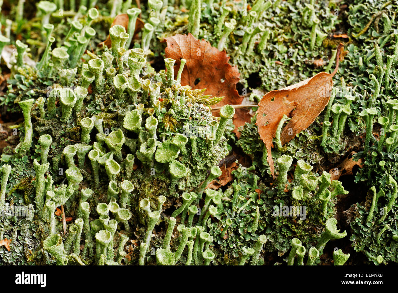Cladonia fimbriata hi-res stock photography and images - Alamy
