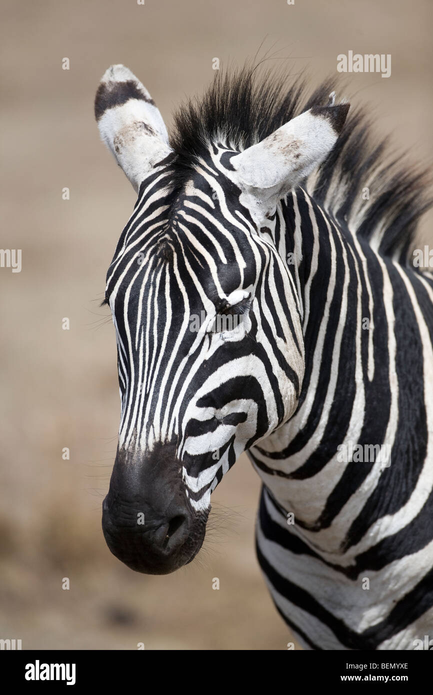 Zebra headshot hi-res stock photography and images - Alamy