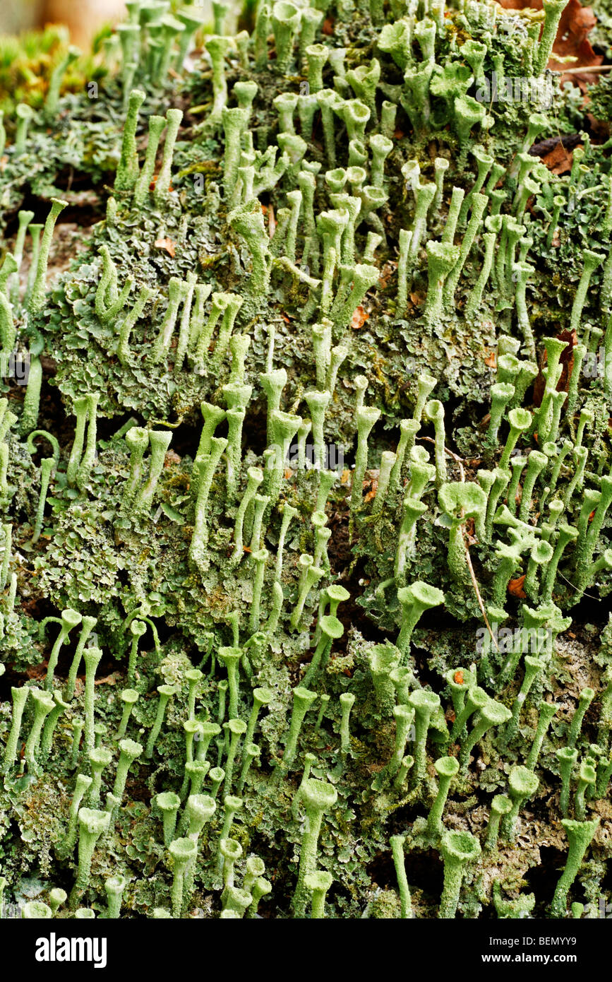 Cladonia fimbriata hi-res stock photography and images - Alamy