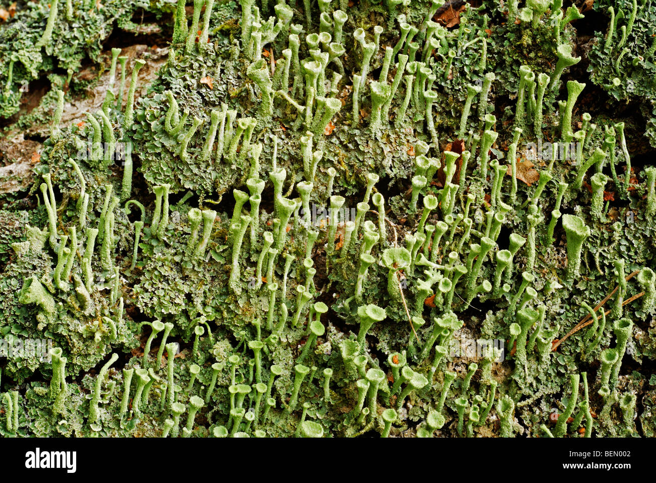 Trumpet lichen (Cladonia fimbriata), Belgium Stock Photo - Alamy