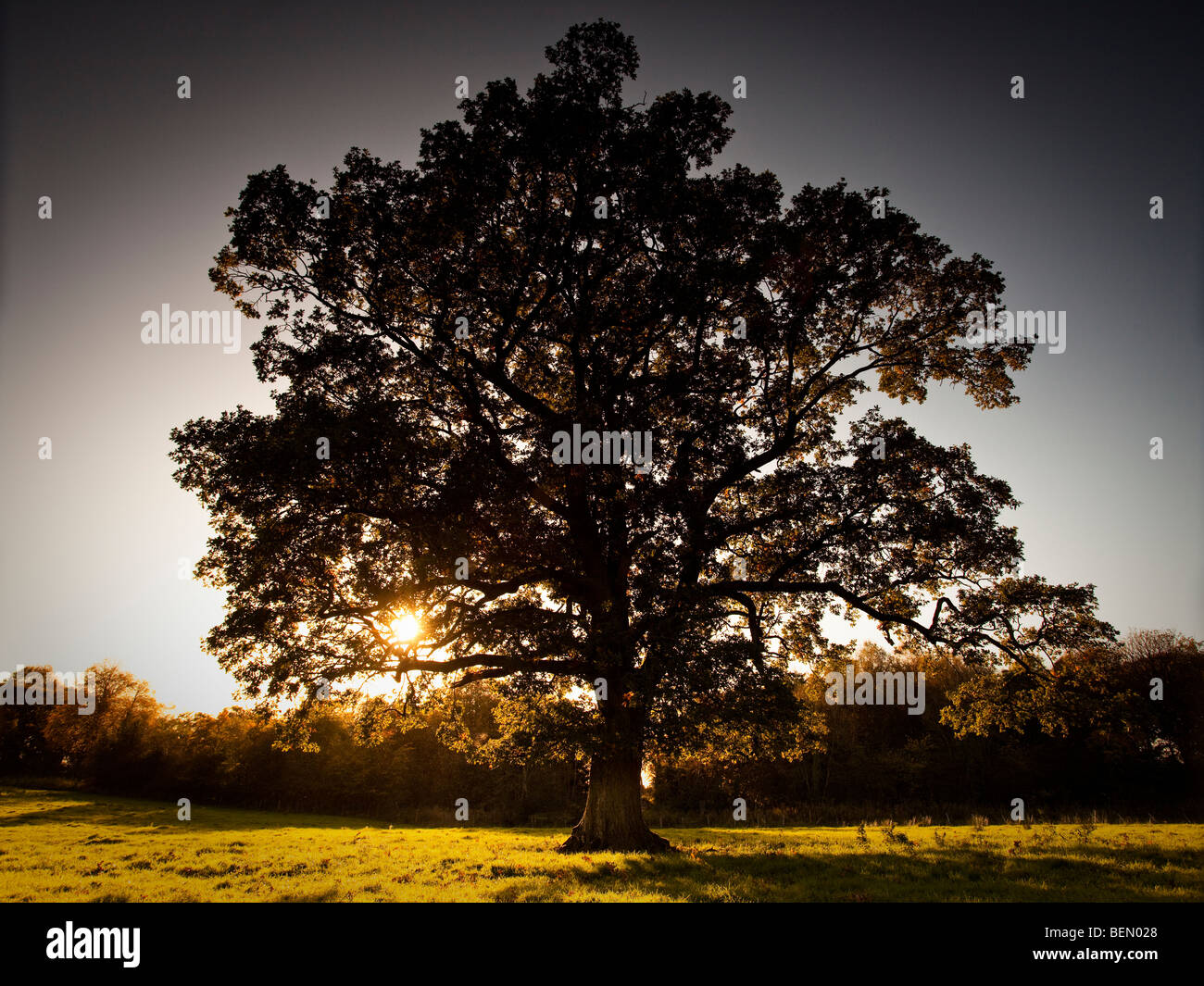 Sunset through hedge hi-res stock photography and images - Alamy
