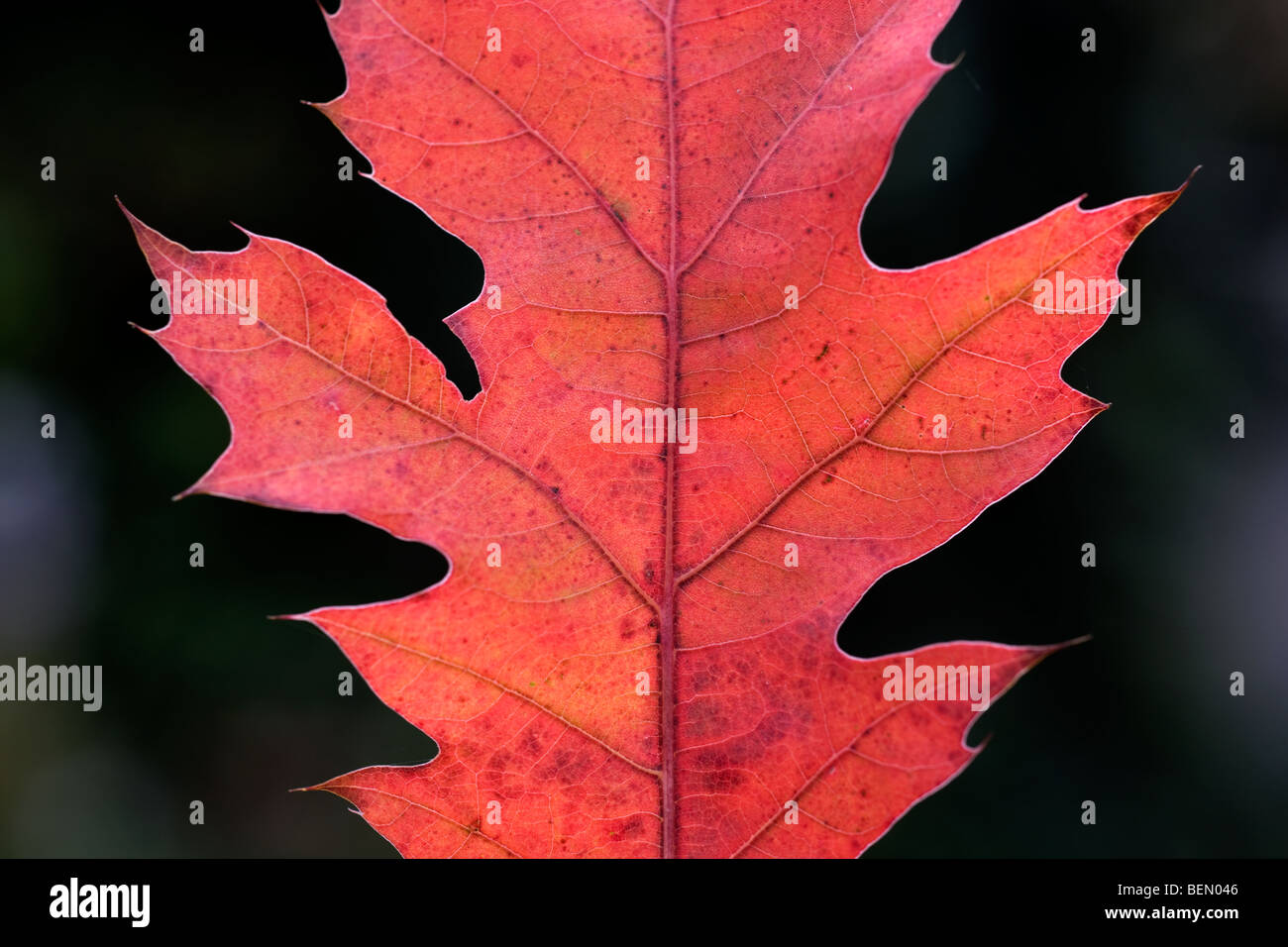 Northern red oak leaf (Quercus rubra) turning red in autumn Stock Photo ...