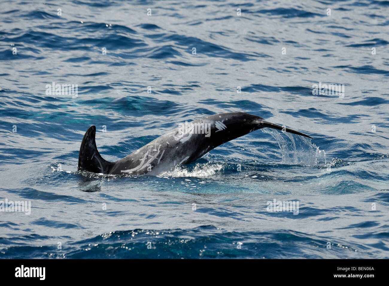 Risso dolphin azores hi-res stock photography and images - Alamy