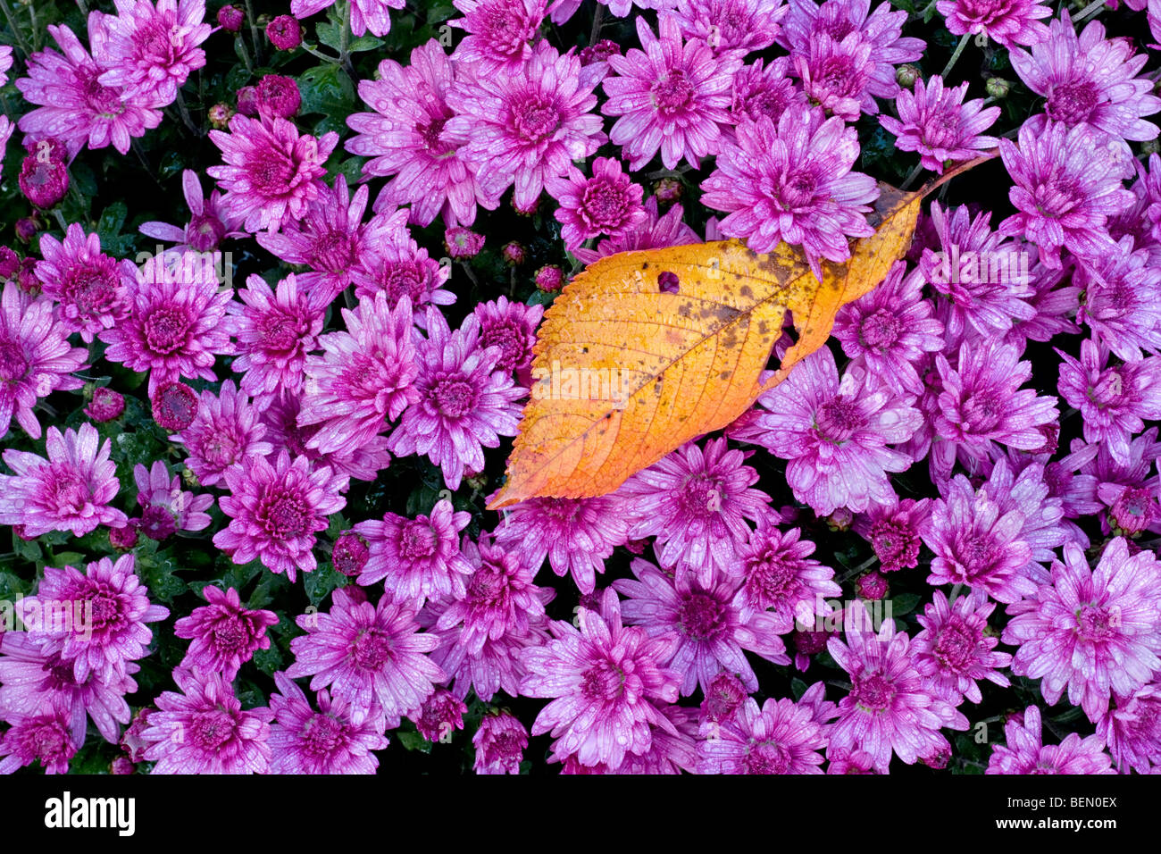 Chrysanthemum sp hi-res stock photography and images - Alamy
