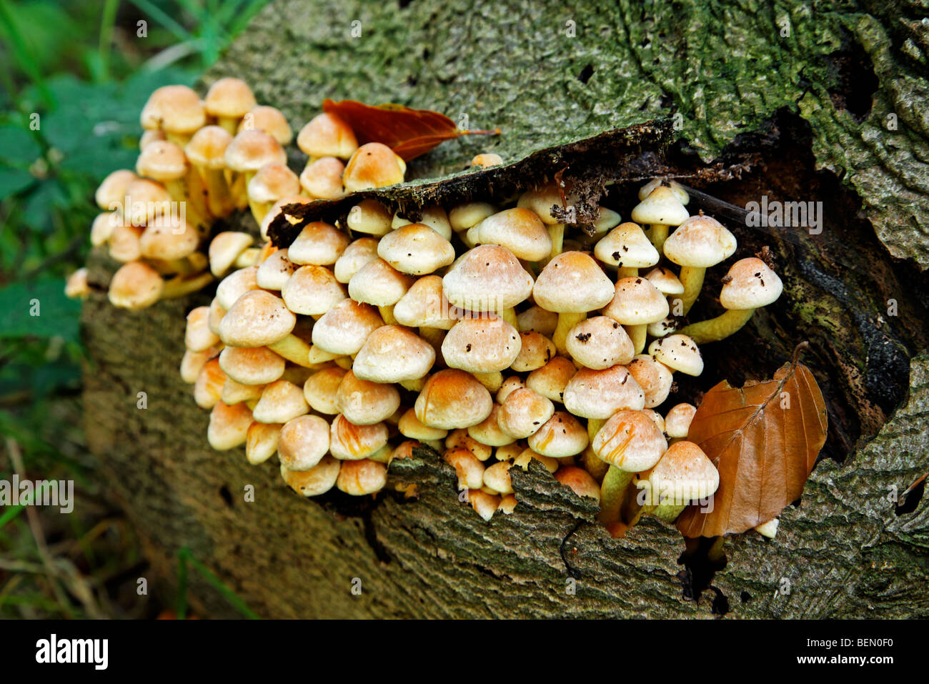 Sulphur tuft fungus / sulfur tuft / clustered woodlover (Hypholoma ...