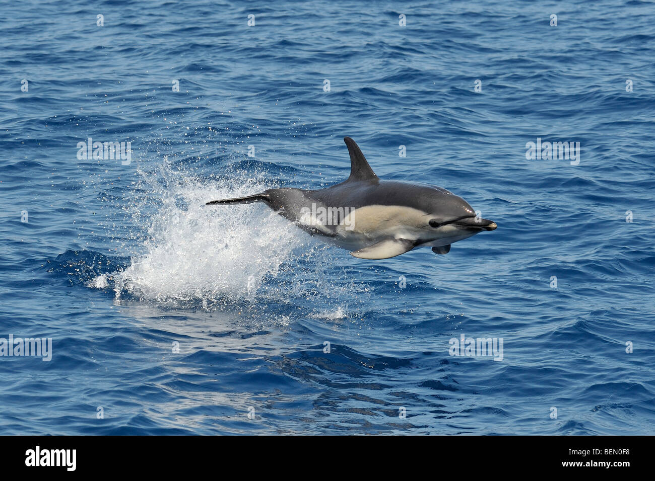 Most common dolphin hi-res stock photography and images - Alamy