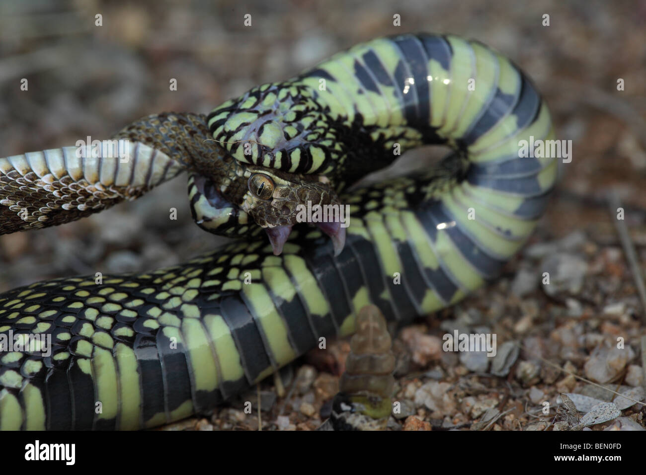 North american king snake hi-res stock photography and images - Alamy