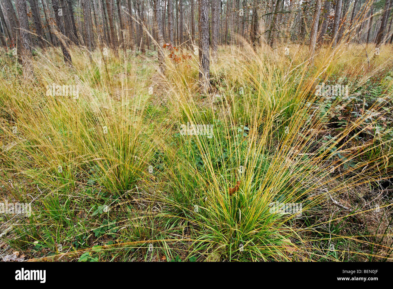 Tufted Hair Grass High Resolution Stock Photography and Images - Alamy