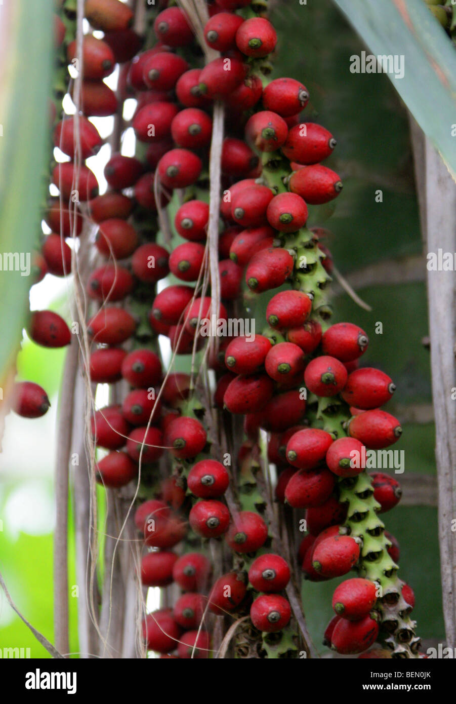 Kentia or Thatch Palm, Howea forsteriana, Arecaceae, Lord Howe Island ...