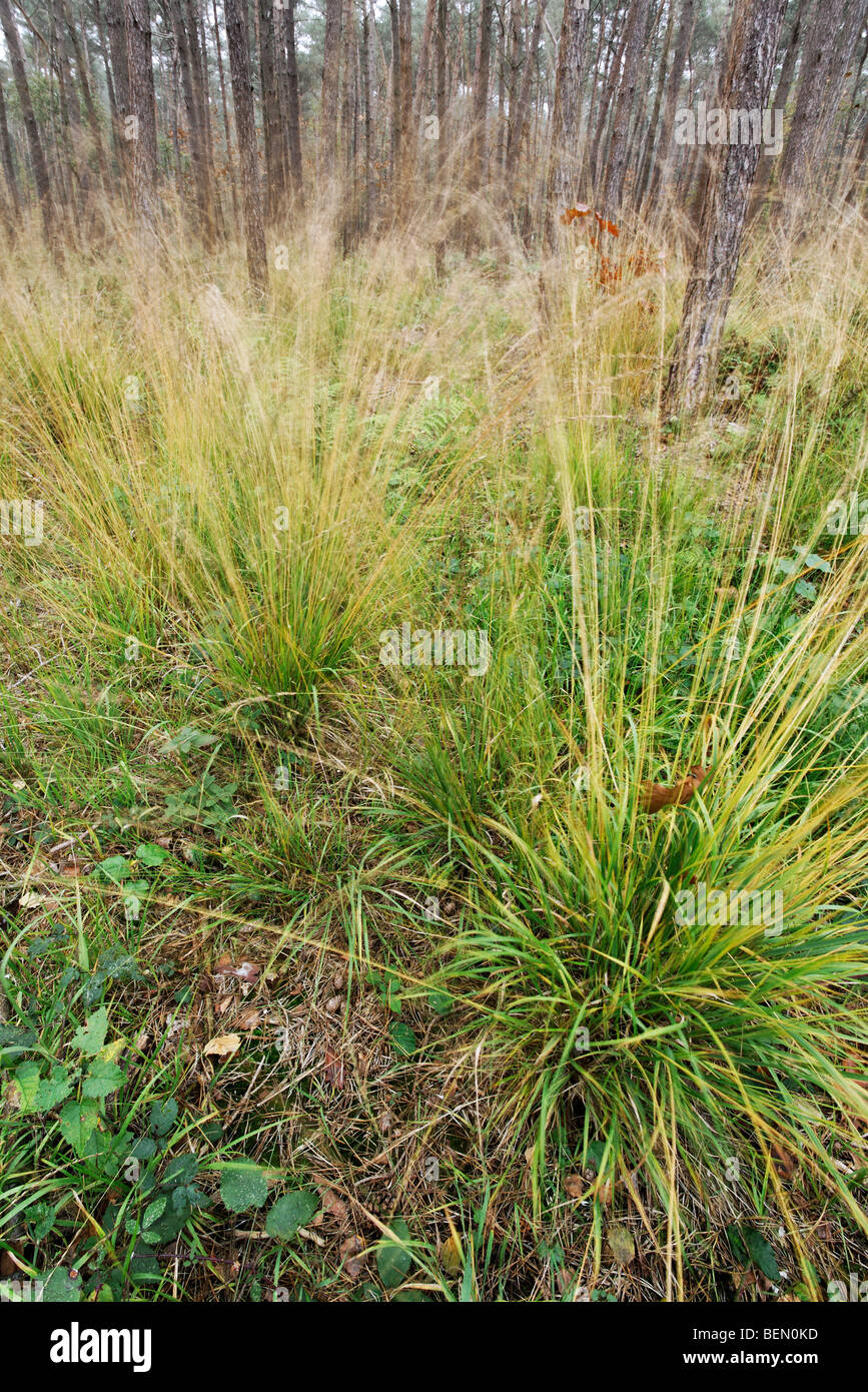 Tufted hair grass (Deschampsia cespitosa), Belgium Stock Photo - Alamy