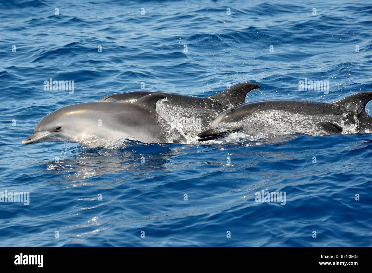Atlantic Spotted Dolphins, Stenella frontalis, porpoising. Azores ...