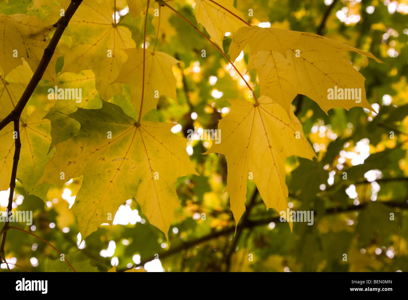 Golden sycamore leaves on a tree during autumn in southern England ...