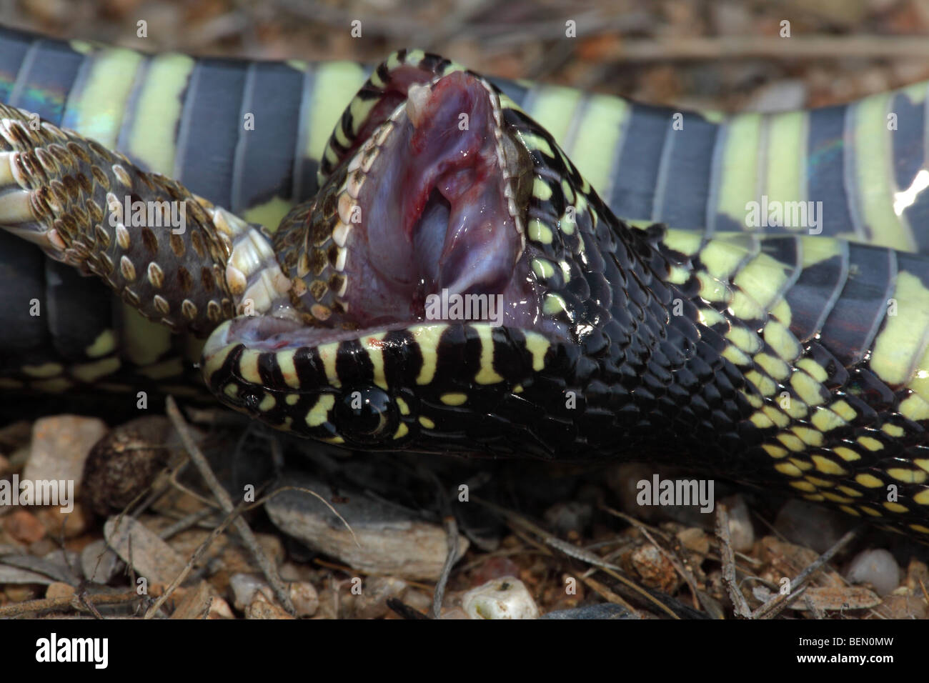 Common Kingsnake (Lampropeltus getula) eating Mohave Rattlesnake ...