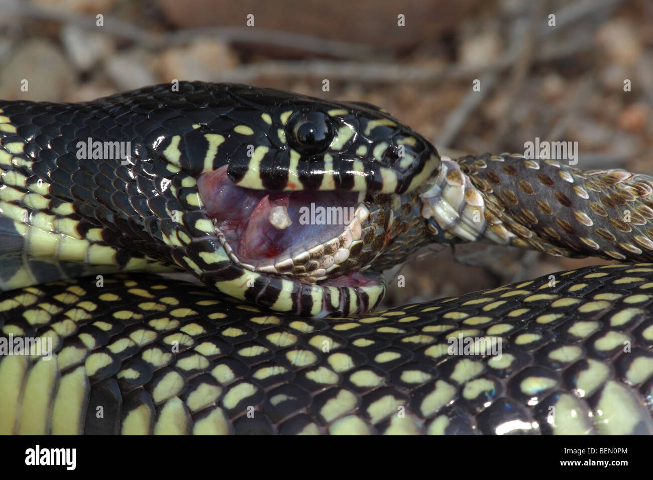 Common Kingsnake (Lampropeltus getula) eating Mohave Rattlesnake ...