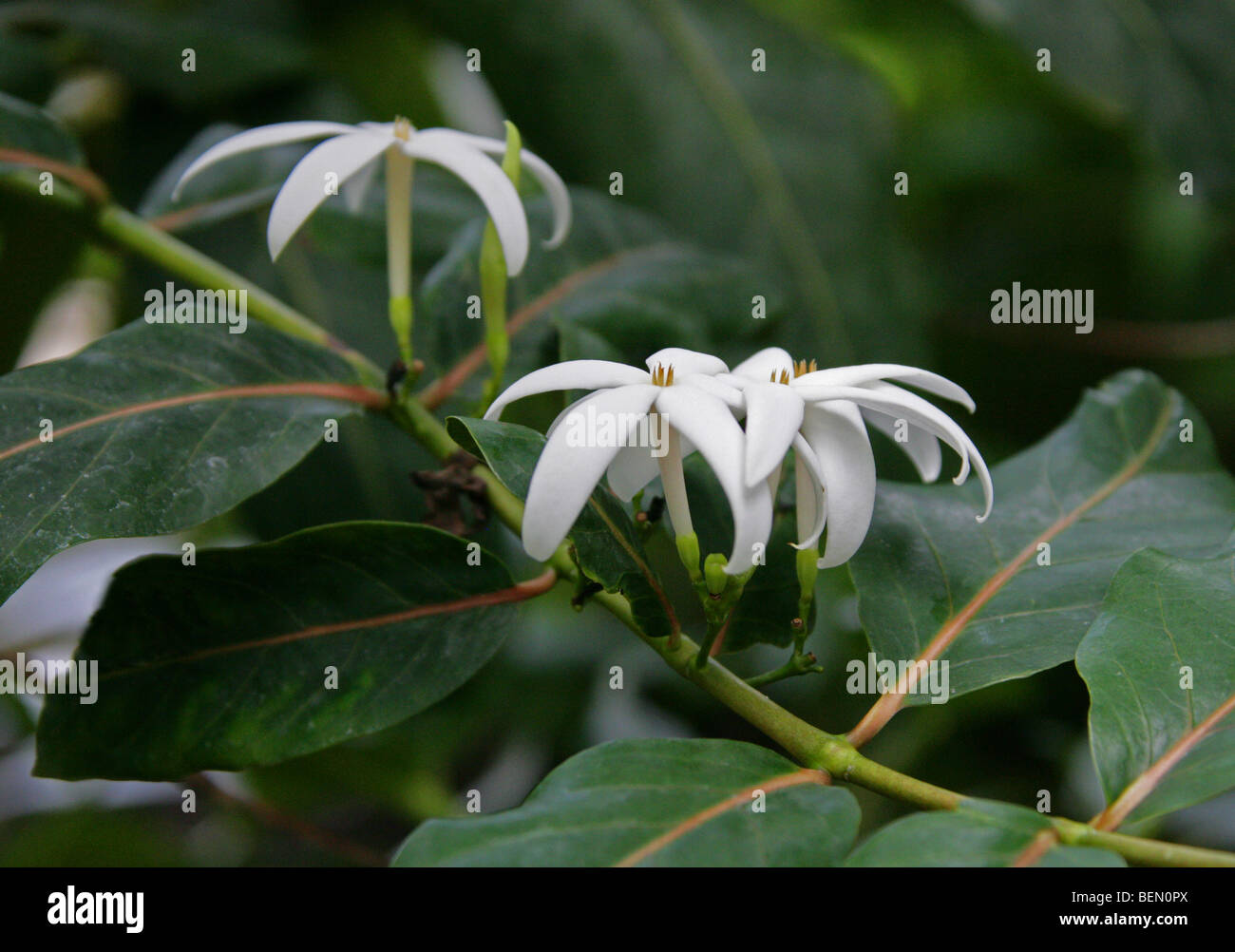 Café Marron aka Wild Coffee, Ramosmania rodriguesii, Rubiaceae Stock ...