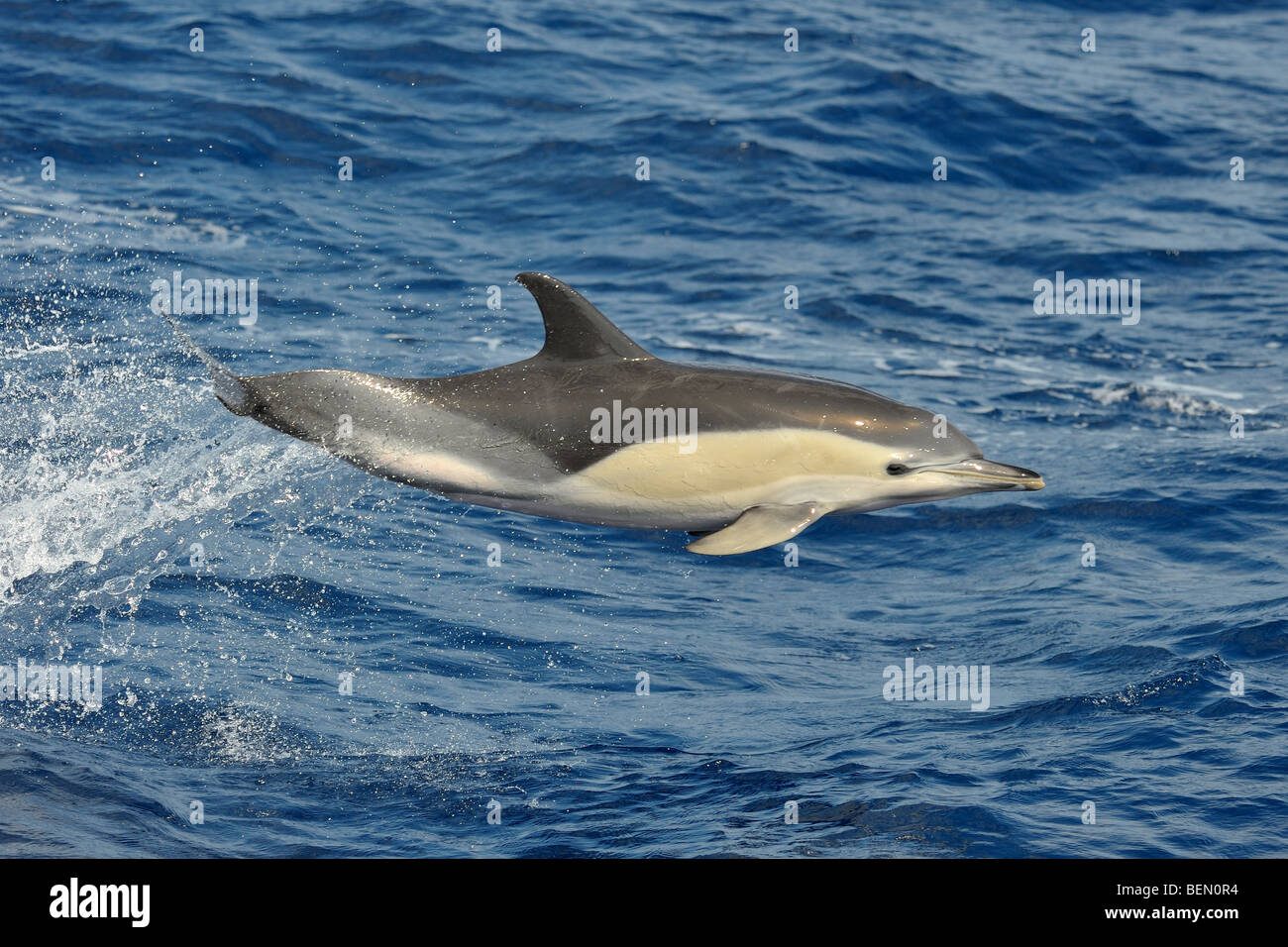 Short-beaked Common Dolphin, Delphinus delphis. Azores, Atlantic Ocean Stock Photo - Alamy