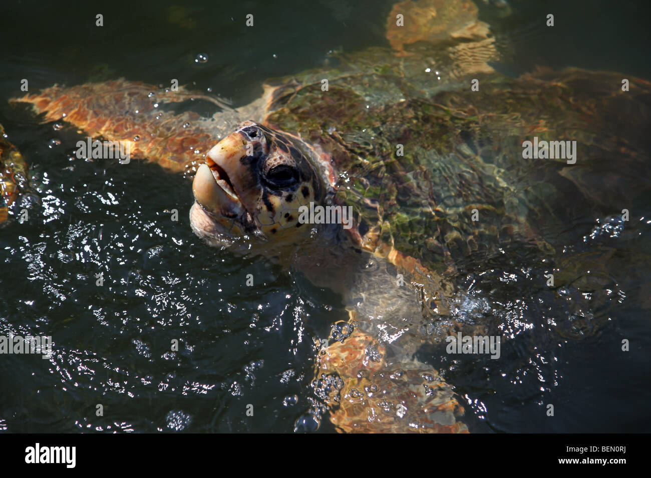 Loggerhead Turtle Caretta caretta Dalyan Turkey Anoatolia Turquoise ...