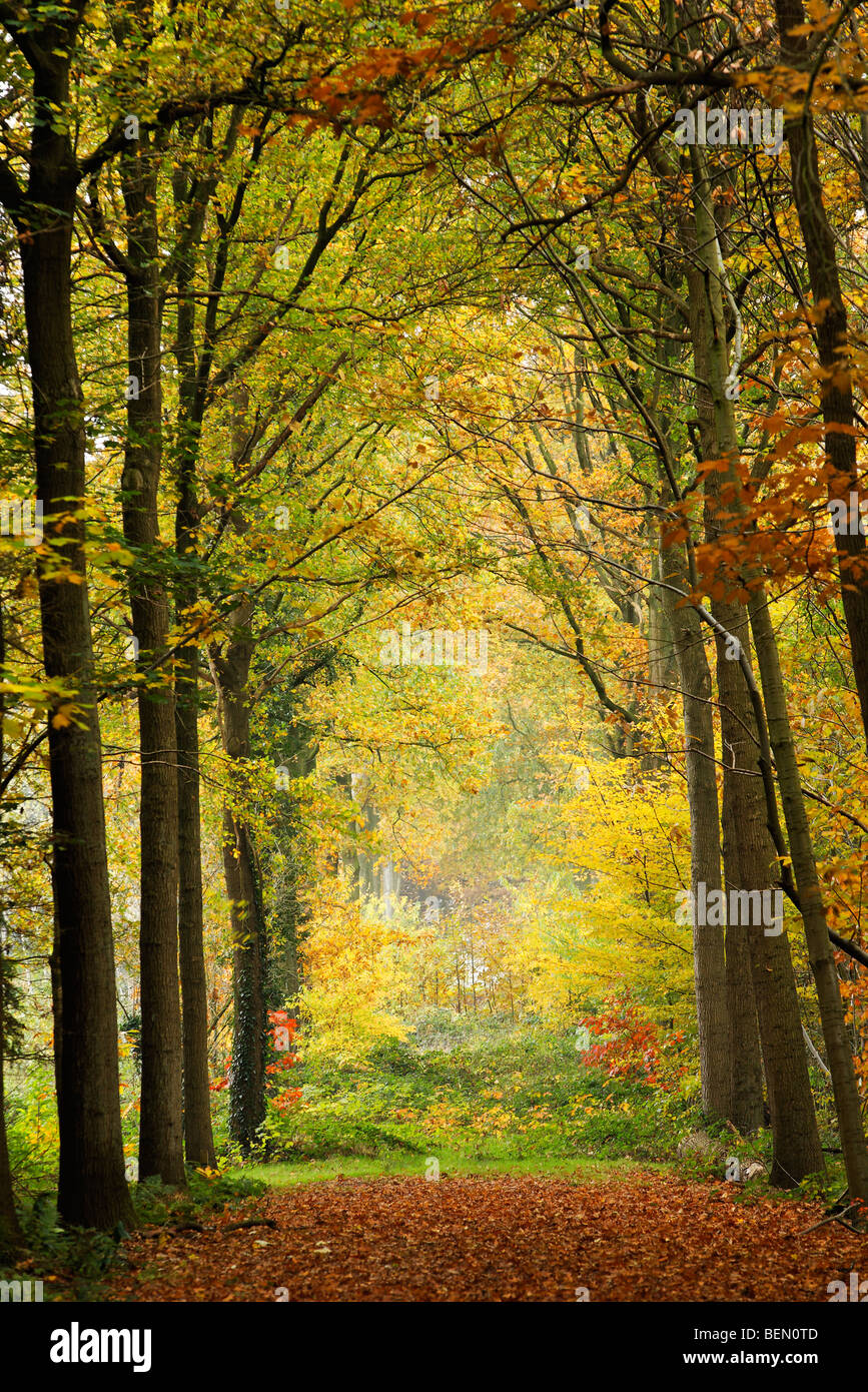 Forest in autumn colours, Belgium Stock Photo - Alamy