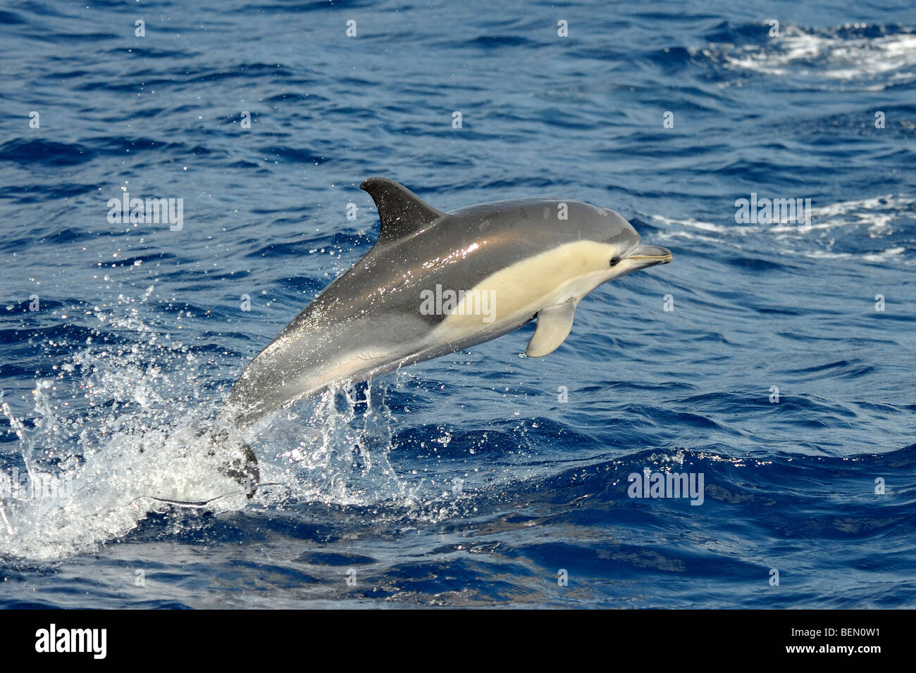 Short-beaked Common Dolphin, Delphinus delphis. Azores, Atlantic Ocean Stock Photo - Alamy