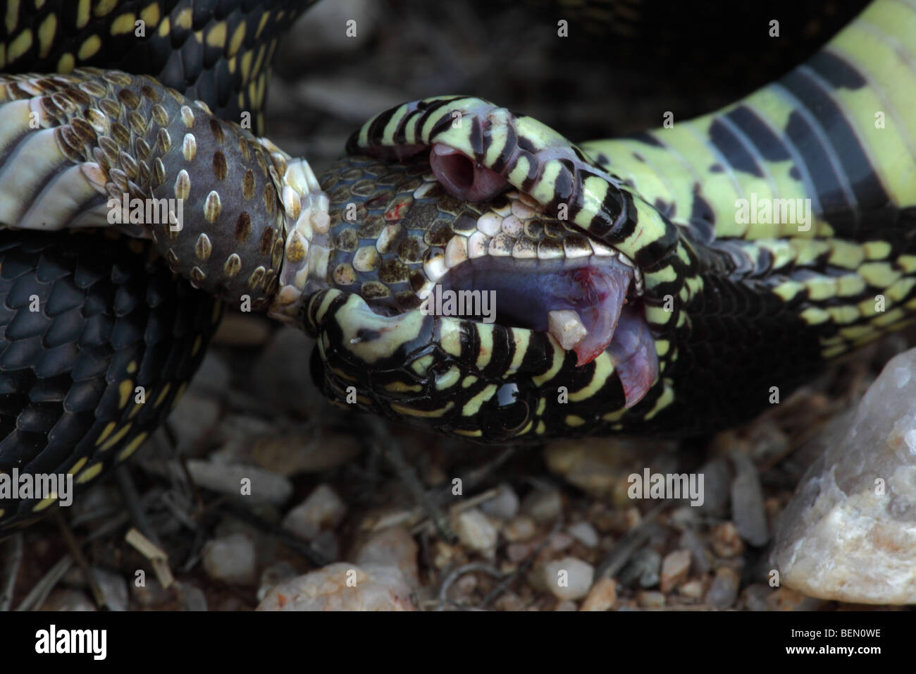 North american king snake hi-res stock photography and images - Alamy