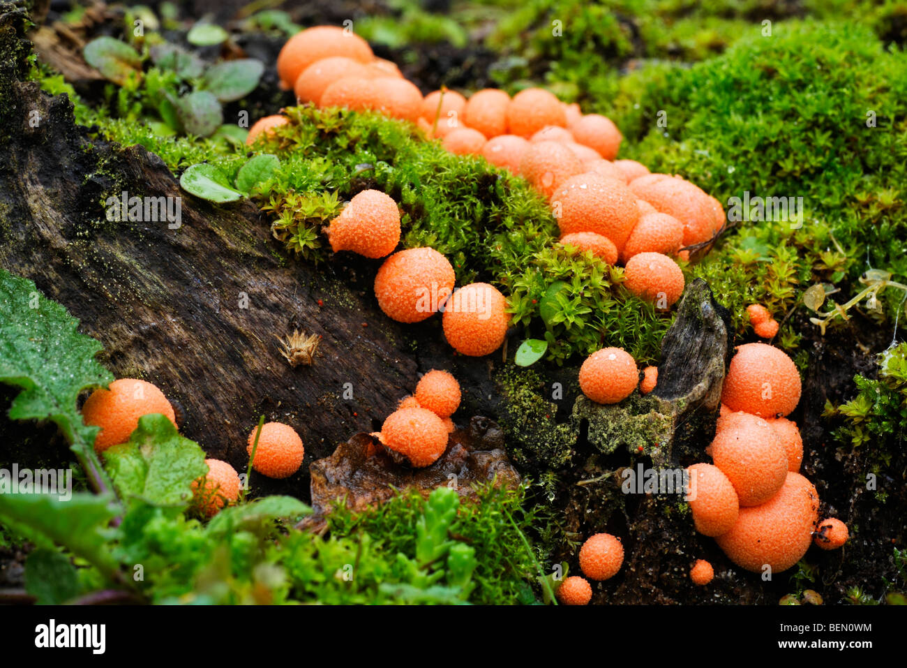 Beech woodwart / Red cushion Hypoxylon (Hypoxylon fragiforme) on ...