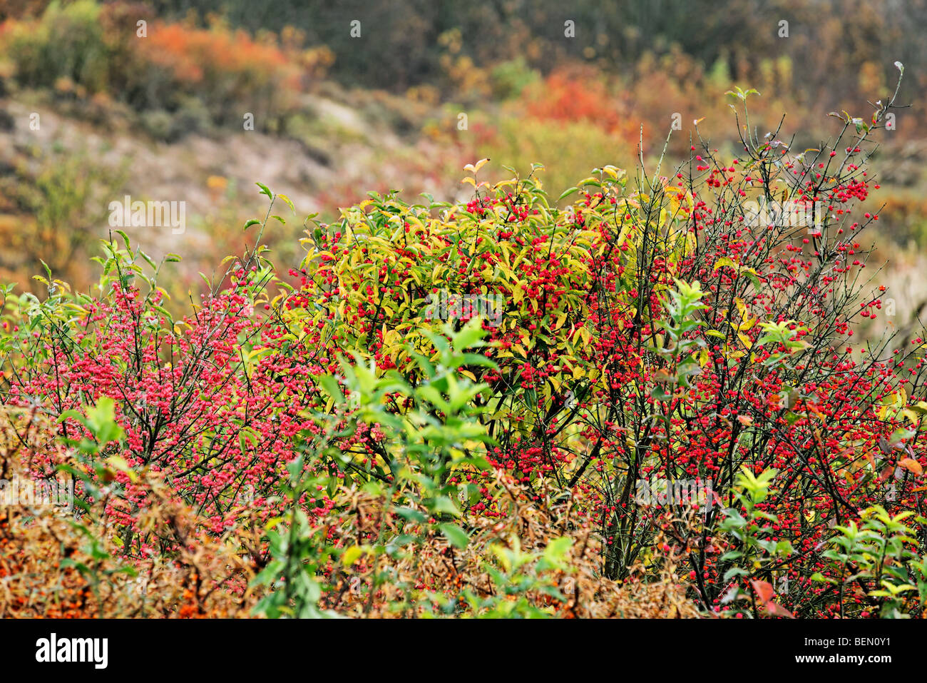 European spindle tree in flower (Euonymus europaeus), Belgium Stock ...