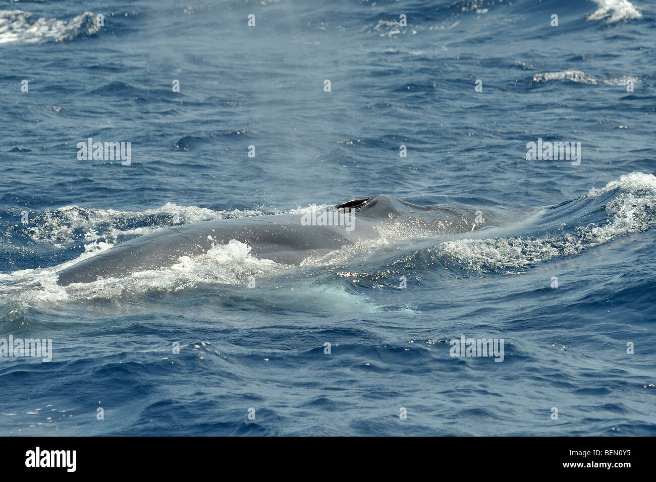 Fin Whale, Balaenoptera physalus, surfacing with characteristic ...