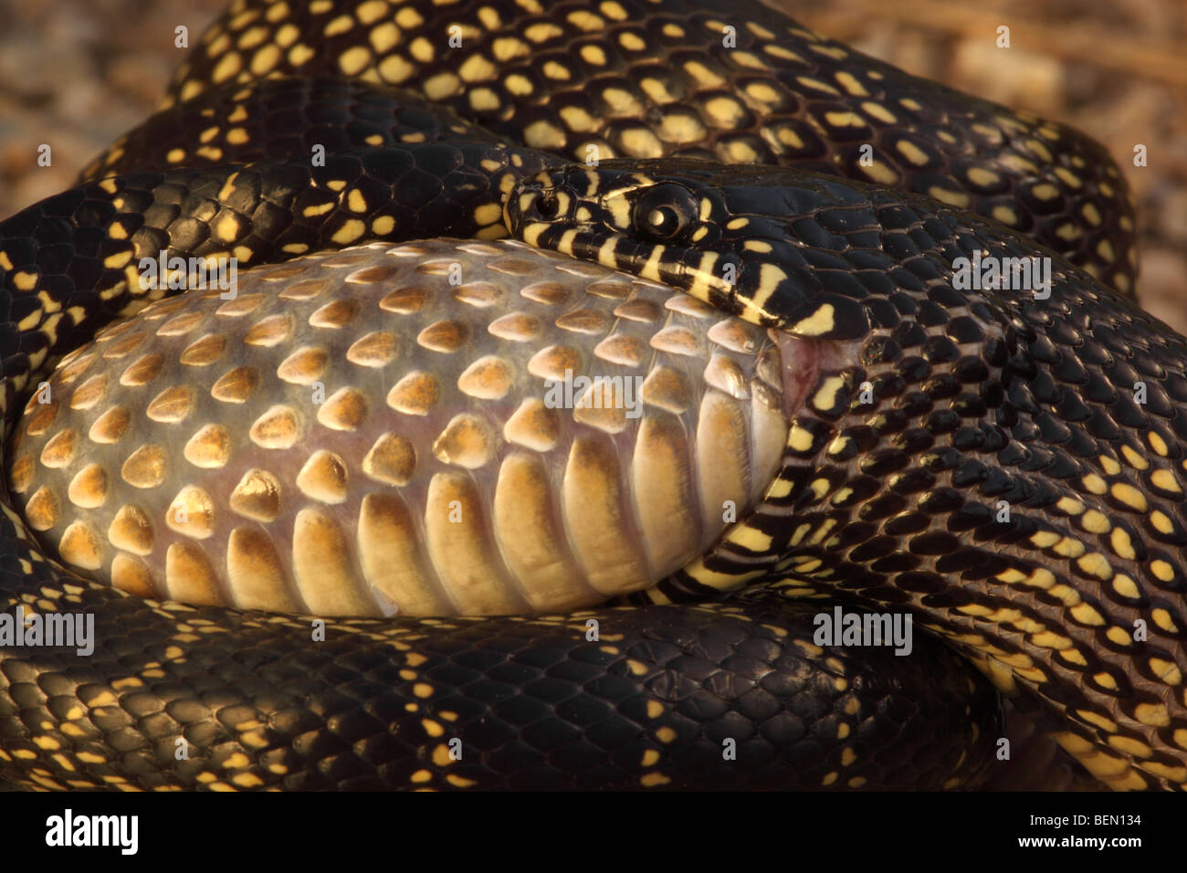 North american king snake hi-res stock photography and images - Alamy