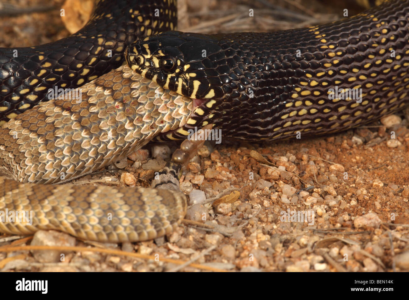 Common Kingsnake (Lampropeltus getula) eating Mohave Rattlesnake ...