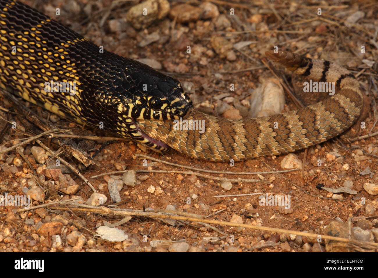North american king snake hi-res stock photography and images - Alamy