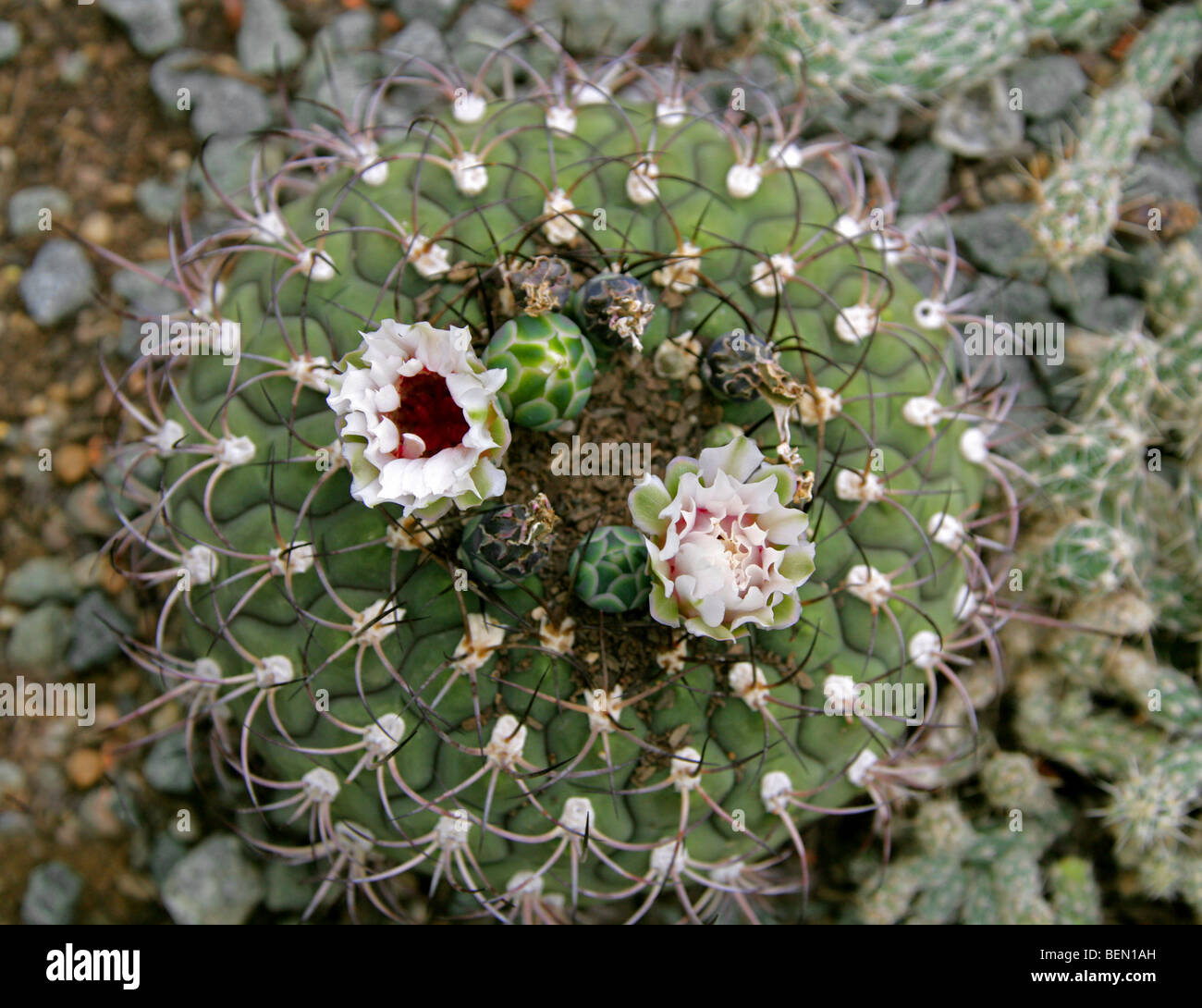 Gymnocalycium hi-res stock photography and images - Alamy