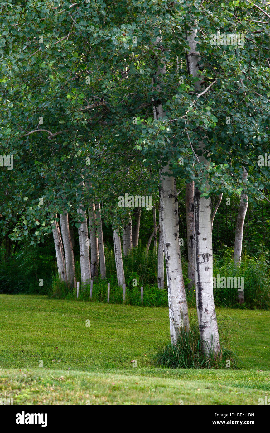 Birch hi res hi-res stock photography and images - Alamy